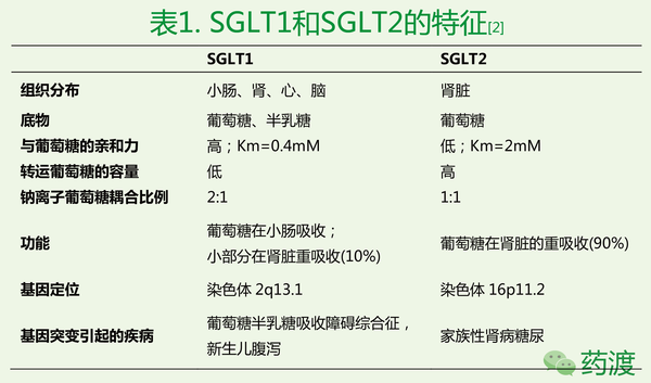 钠-葡萄糖协同转运蛋白(SGLTs)抑制剂简析 - 成都信立诺医药科技有限公司